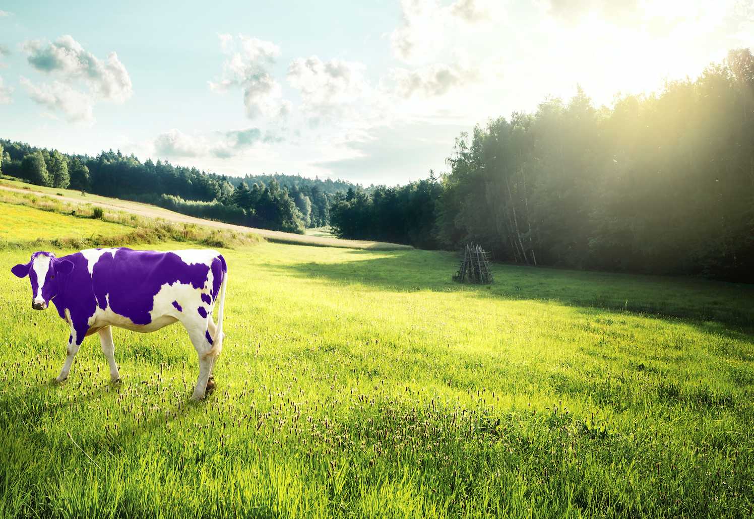 Purple Cow Internet 💜🐄